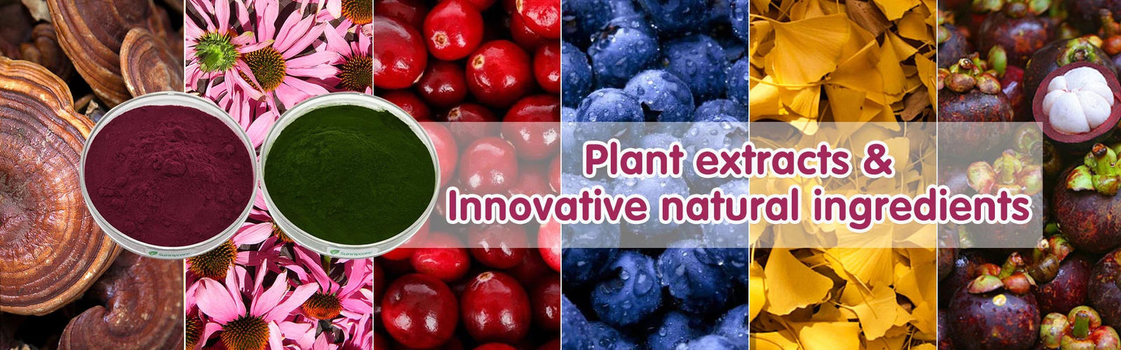 Quality Plant Extract Powder & Natural Food Additives factory from China