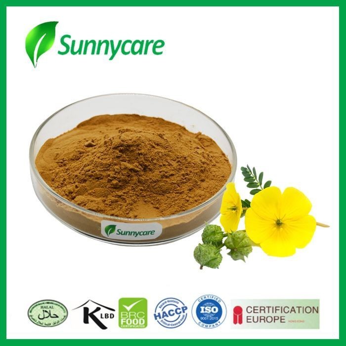 HPLC Tribulus Terrestris Extract Powder 55056-80-9 Total Saponins 80% ...