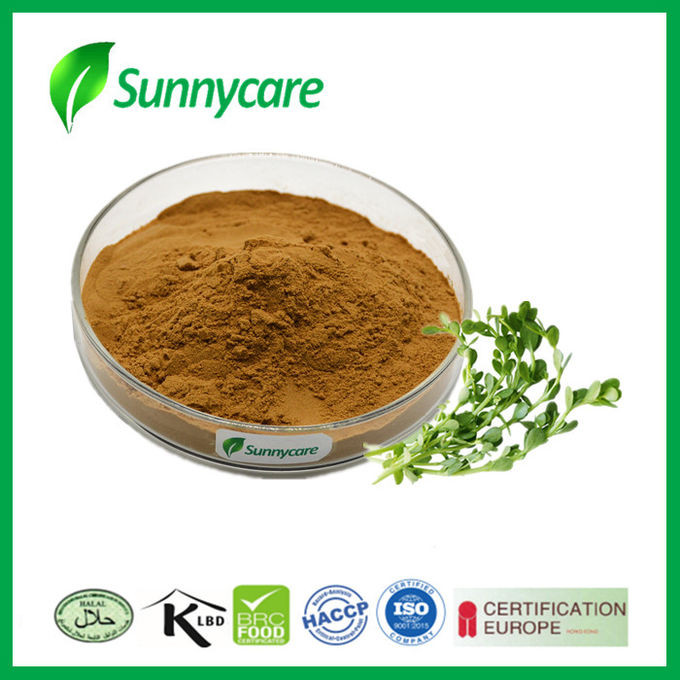 CAS 93164-89-7 Bacopa Monnieri Extract 10% 50% Bacopasides HPLC Bacopa ...